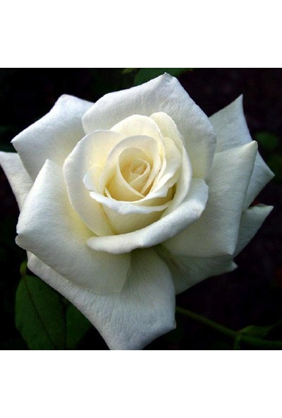 Renk Sepeti Aşılı Nostalji Beyaz Xxl Gül Fidanı Mina