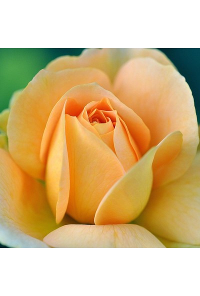 Renk Sepeti Aşılı Klasik Sarı Kokulu Xxl Gül Fidanı Kupferkonigin Renk Sepeti Aşılı Klasik Sarı Kokulu Xxl Gül Fidanı Kupferkonigin