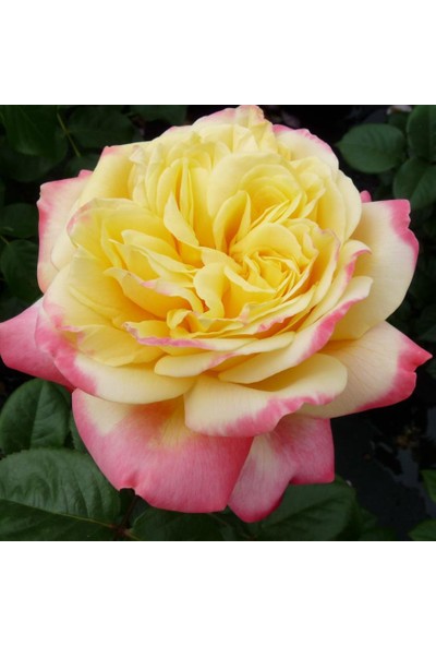 Renk Sepeti Aşılı Klasik Sarı - Pembe Kokulu Xxl Gül Fidanı Kordes Jubile Renk Sepeti Aşılı Klasik Sarı - Pembe Kokulu Xxl Gül Fidanı Kordes Jubile