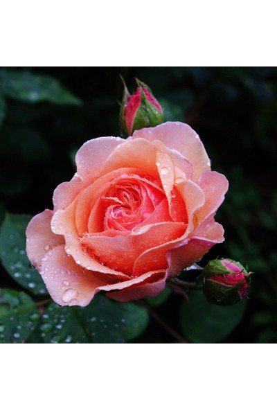 Renk Sepeti Aşılı Klasik Yavruağzı Özel Kokulu Xxl Gül Fidanı Harmonie Renk Sepeti Aşılı Klasik Yavruağzı Özel Kokulu Xxl Gül Fidanı Harmonie