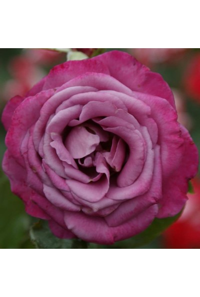 Renk Sepeti Aşılı Klasik Mor Özel Kokulu Xxl Gül Fidanı Blue River Renk Sepeti Aşılı Klasik Mor Özel Kokulu Xxl Gül Fidanı Blue River