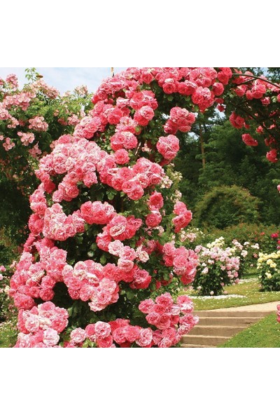 Renk Sepeti Aşılı Sarmaşık Pembe Kokulu Xxl Gül Fidanı Rosarium Uetersen Renk Sepeti Aşılı Sarmaşık Pembe Kokulu Xxl Gül Fidanı Rosarium Uetersen