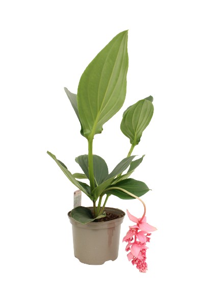 Akdoğa Medinilla - Medinella - Medine Gülü Ithal Dekoratif Ev Ofis Canlı Çiçek Bitki Akdoğa Medinilla - Medinella - Medine Gülü Ithal Dekoratif Ev Ofis Canlı Çiçek Bitki