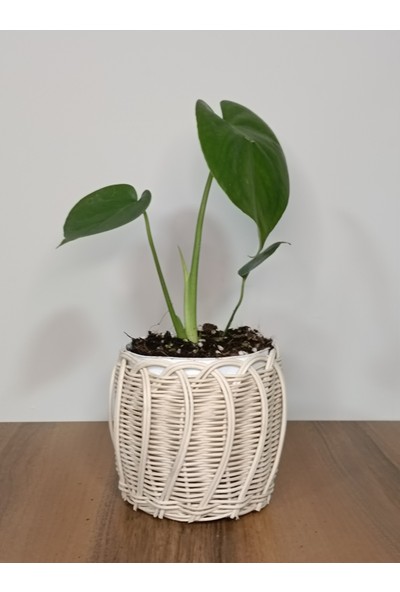 Neşeli Atölye Bambu Saksi+Deve Tabani (Monstera) Neşeli Atölye Bambu Saksi+Deve Tabani (Monstera)