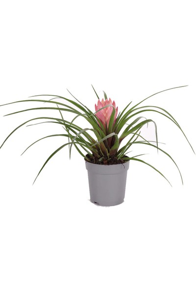 Fintarla Tillandsia Cyanea 20-25CM (Hava Bitkisi) Fintarla Tillandsia Cyanea 20-25CM (Hava Bitkisi)