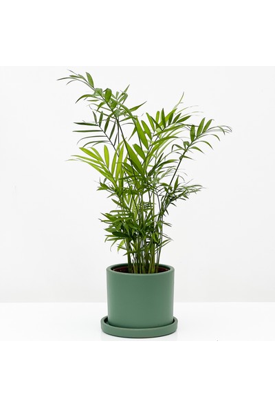 Fidan Burada Dağ Palmiyesi - Ruby Yeşil Saksılı 30-40CM Chamaedorea Elegans