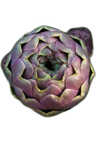 Köy Yakası Çanak Enginar Taze Günlük Soyum Baklalı Enginar 15 Adet Köy Yakası Çanak Enginar Taze Günlük Soyum Baklalı Enginar 15 Adet