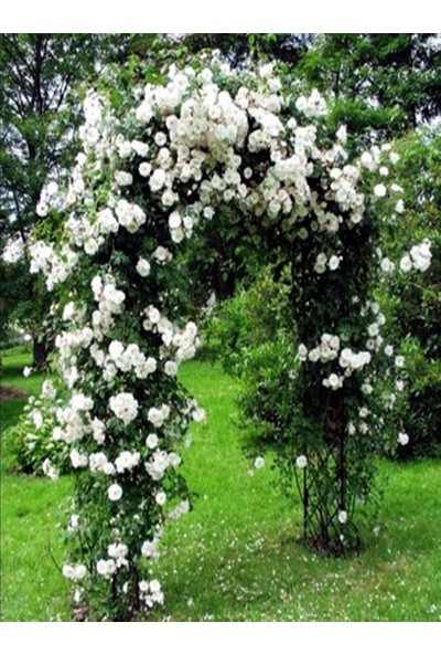 Estemes Botanik 2 Adet Gül Fidanı Kar Beyazı Tüplü Kokuku Yediveren Sarmaşık Estemes Botanik 2 Adet Gül Fidanı Kar Beyazı Tüplü Kokuku Yediveren Sarmaşık