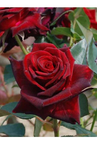 Estemes Botanik 2 Adet Gül Fidanı Bordo Tüplü Kokuku Yediveren Sarmaşık Estemes Botanik 2 Adet Gül Fidanı Bordo Tüplü Kokuku Yediveren Sarmaşık