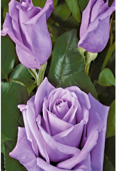 Estemes Botanik 2 Adet Gül Fidanı Eflatun Tüplü Kokuku Yediveren Sarmaşık Estemes Botanik 2 Adet Gül Fidanı Eflatun Tüplü Kokuku Yediveren Sarmaşık