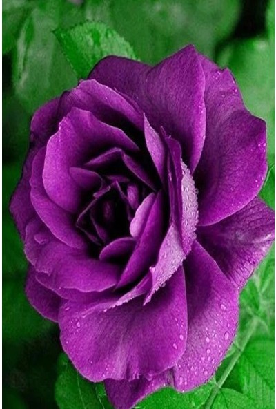 Estemes Botanik 1 Adet Gül Fidanı Mor Tüplü Kokuku Yediveren Sarmaşık Estemes Botanik 1 Adet Gül Fidanı Mor Tüplü Kokuku Yediveren Sarmaşık