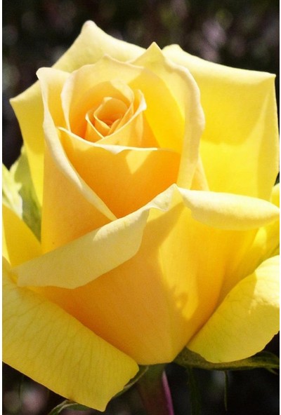 Estemes Botanik 2 Adet Gül Fidanı Pembe Tüplü Kokuku Yediveren Estemes Botanik 2 Adet Gül Fidanı Pembe Tüplü Kokuku Yediveren