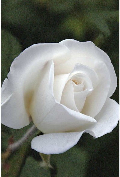 Estemes Botanik 2 Adet Gül Fidanı Kar Beyazı Tüplü Kokuku Yediveren