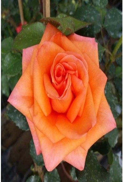 Estemes Botanik 2 Adet Gül Fidanı Yavru Ağzı Tüplü Kokuku Yediveren Sarmaşık Estemes Botanik 2 Adet Gül Fidanı Yavru Ağzı Tüplü Kokuku Yediveren Sarmaşık