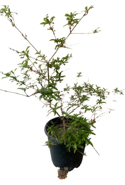 Süs Bitkileri Süs Bitkileri