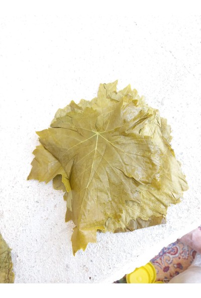 Zenginler Ticaret 2022 Yeni Sezon Sultaniye Çekirdeksiz Üzüm Yaprağı Salamura 5 kg Zenginler Ticaret 2022 Yeni Sezon Sultaniye Çekirdeksiz Üzüm Yaprağı Salamura 5 kg