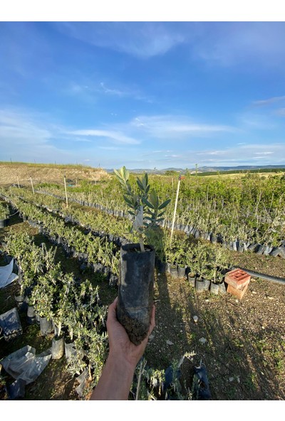 3 Adet Arbequina Zeytin Fidanı 20-30 cm