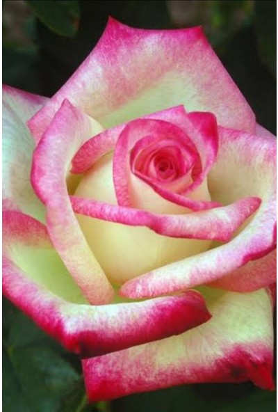 2ADET Tüplü Ebruli Gül Fidanı Kokulu Yediveren