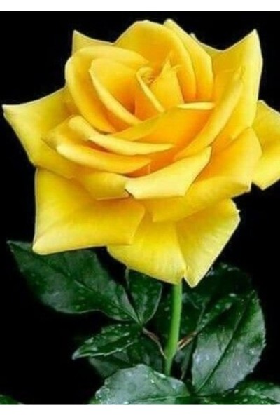 9ADET Tüplü Limon Sarısı Gül Fidanı Kokulu Yediveren 9ADET Tüplü Limon Sarısı Gül Fidanı Kokulu Yediveren