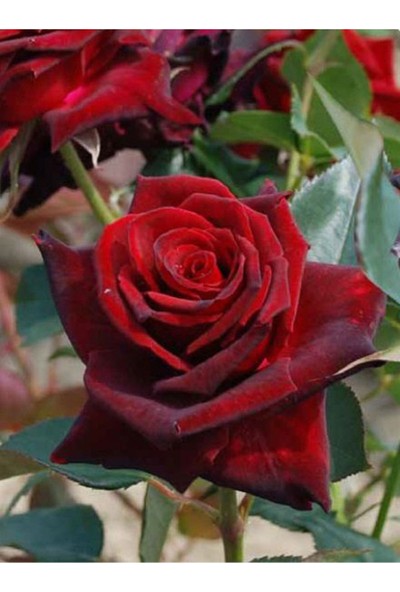 10ADET Tüplü Kırmızı Gül Fidanı Kokulu Yediveren 10ADET Tüplü Kırmızı Gül Fidanı Kokulu Yediveren