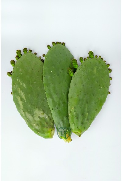 Toptan Kaktüs Dikenli Incir 3 Adet Saksısız Çelik Hint Inciri Kaynana Dili Frenk Yemişi Kürek Yemişi