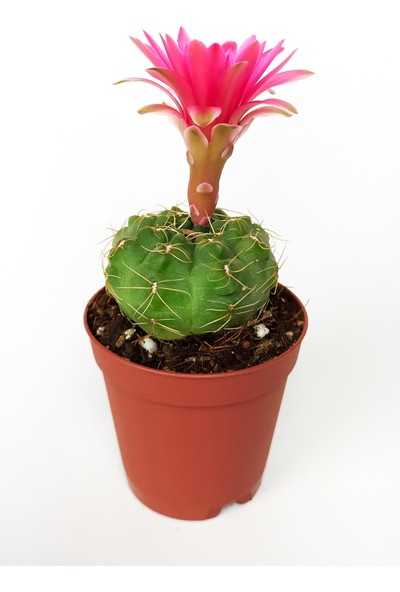 Toptan Kaktüs Gymnocalycium Baldianum Göz Alıcı Pembe Çiçekli Özel Tür Kaktüs