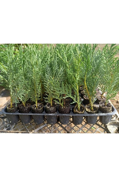 30 Adet Leylandi, Paper Potta Köklendirilmiş, 15 Cm. Üzeri 30 Adet Leylandi, Paper Potta Köklendirilmiş, 15 Cm. Üzeri