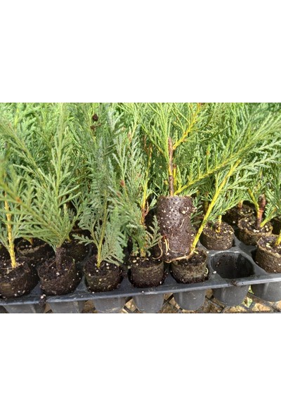 45 Adet Leylandi, Paper Potta Köklendirilmiş, 15 Cm. Üzeri 45 Adet Leylandi, Paper Potta Köklendirilmiş, 15 Cm. Üzeri