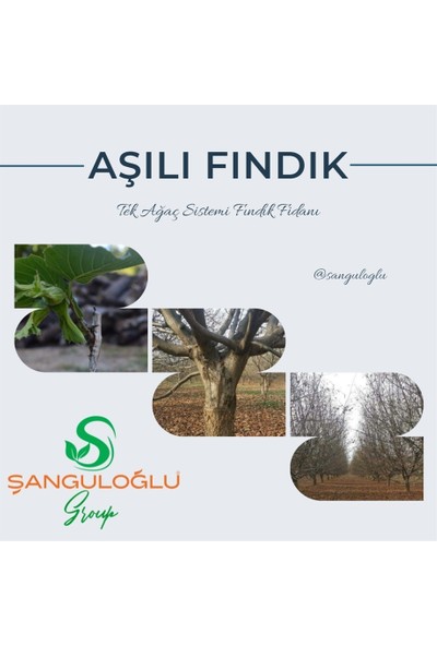 Tek Ağaç Sistemi Aşılı Fındık Fidanı 4 Yaş Tüplü Tek Ağaç Sistemi Aşılı Fındık Fidanı 4 Yaş Tüplü