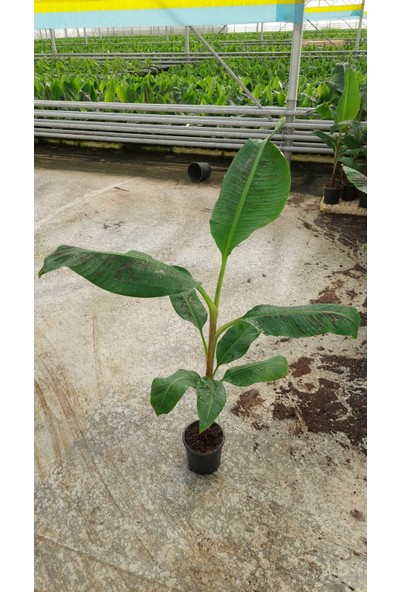 Saksıda Muz Fidanı 2 Adet (Dev Boy 150-170 Cm) Saksıda Muz Fidanı 2 Adet (Dev Boy 150-170 Cm)