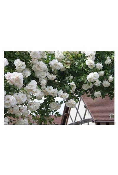 Ucuzluk Diyarı Sarmaşık Beyaz Gül Fidanı Saksılıdır Ucuzluk Diyarı Sarmaşık Beyaz Gül Fidanı Saksılıdır