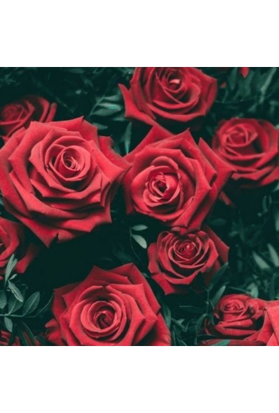 Çiçekflix 3 Adet Kırmızı Gül Fidanı Açık Kök