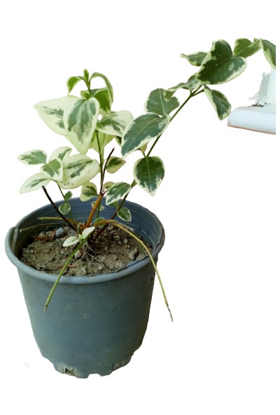 Cezayir Menekşesi Cezayir Menekşesi