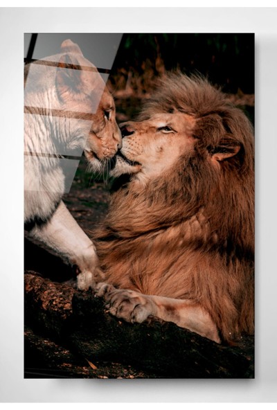 Ena Butik Aslanlar Cam Tablo 50 x 70 cm