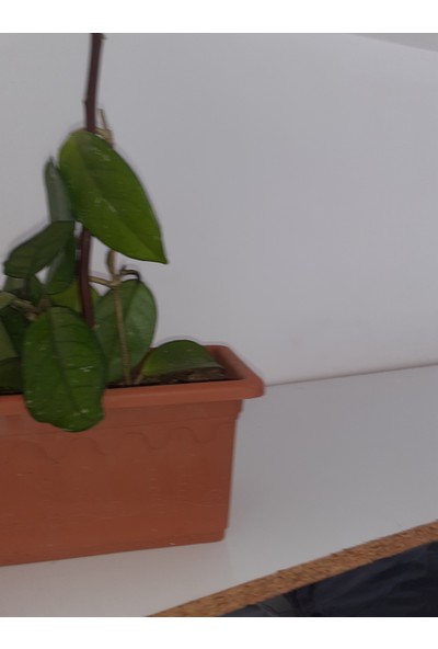 Mum Çiçeği Beyaz (10CM-30CM) Mum Çiçeği Beyaz (10CM-30CM)