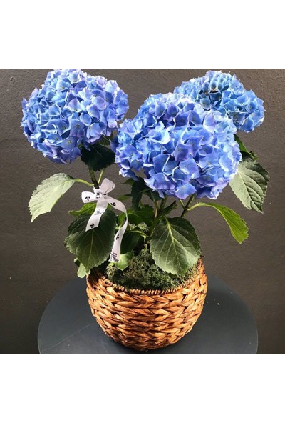 Nandina Botanik Aşılı Tüplü Ortanca Çiçeği Fidanı-Mor Nandina Botanik Aşılı Tüplü Ortanca Çiçeği Fidanı-Mor