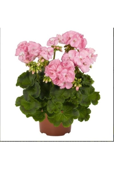 Nandina Botanik Canlı Saksılı Sardunya Çiçeği Fidanı-Pudra Pembe Nandina Botanik Canlı Saksılı Sardunya Çiçeği Fidanı-Pudra Pembe