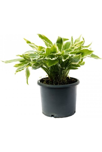 Hosta Undulata