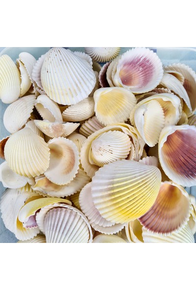 Evinizdeki Okyanus Esintisi Turkuaz Hediyelik Deniz Kabuğu 100 gr Paket Fragum Fragum Evinizdeki Okyanus Esintisi Turkuaz Hediyelik Deniz Kabuğu 100 gr Paket Fragum Fragum