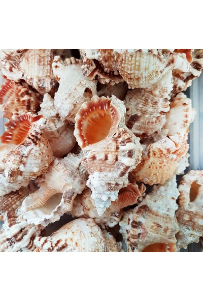 Evinizdeki Okyanus Esintisi Turkuaz Hediyelik Deniz Kabuğu 100 gr Paket Bursa Rubeta Evinizdeki Okyanus Esintisi Turkuaz Hediyelik Deniz Kabuğu 100 gr Paket Bursa Rubeta