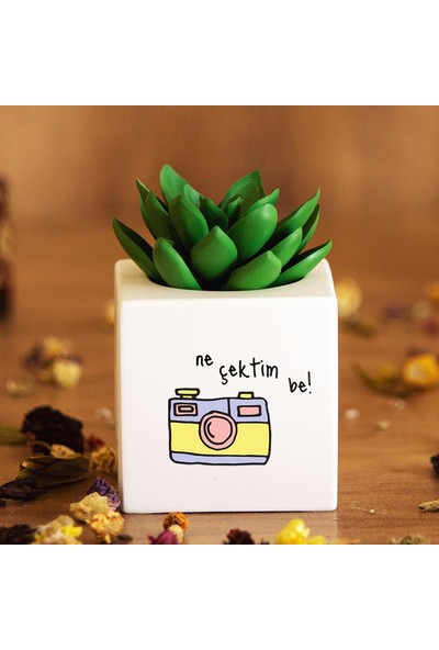 TrendHediye Güldüren Kelimeler Ne Çektim Be Beton Saksı ve Sukulent TrendHediye Güldüren Kelimeler Ne Çektim Be Beton Saksı ve Sukulent