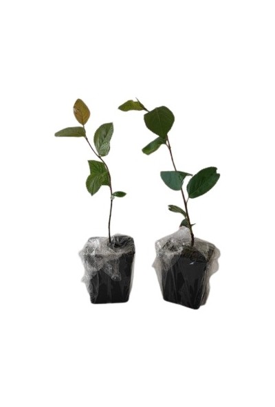 Aronya (Aronia) Fidanı Tüplü Viking Chokeberry Aronya (Aronia) Fidanı Tüplü Viking Chokeberry