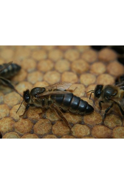 Avrasya Arıcılık Karniyol Ana