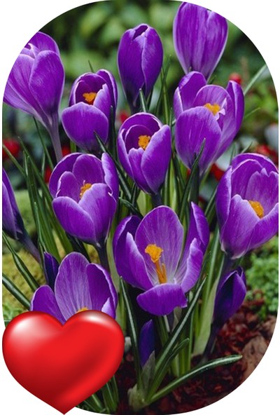 Net Tarım 150 Adet Horasan Safran Soğanı