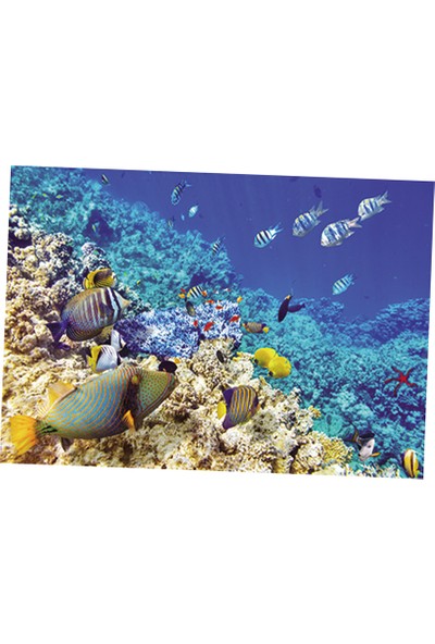 Strade Store Akvaryum Aksesuarı (Yurt Dışından)