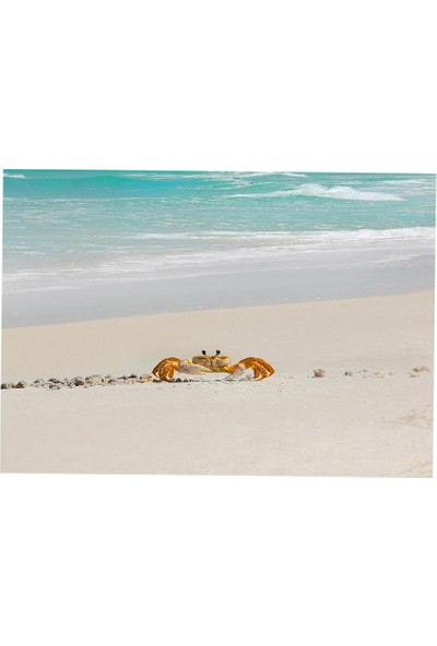 Strade Store Akvaryum Aksesuarı (Yurt Dışından)