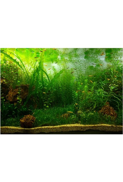 Strade Store Akvaryum Aksesuarı (Yurt Dışından)