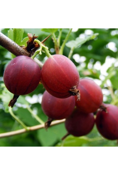 Ormandan Bektaşi Üzümü Fidanı Kırmızı (Gooseberry) Ormandan Bektaşi Üzümü Fidanı Kırmızı (Gooseberry)