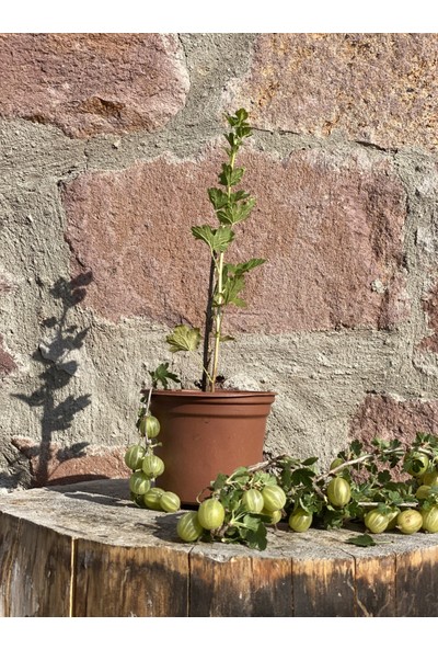 Ormandan Bektaşi Üzümü Fidanı Yeşil (Gooseberry) Ormandan Bektaşi Üzümü Fidanı Yeşil (Gooseberry)