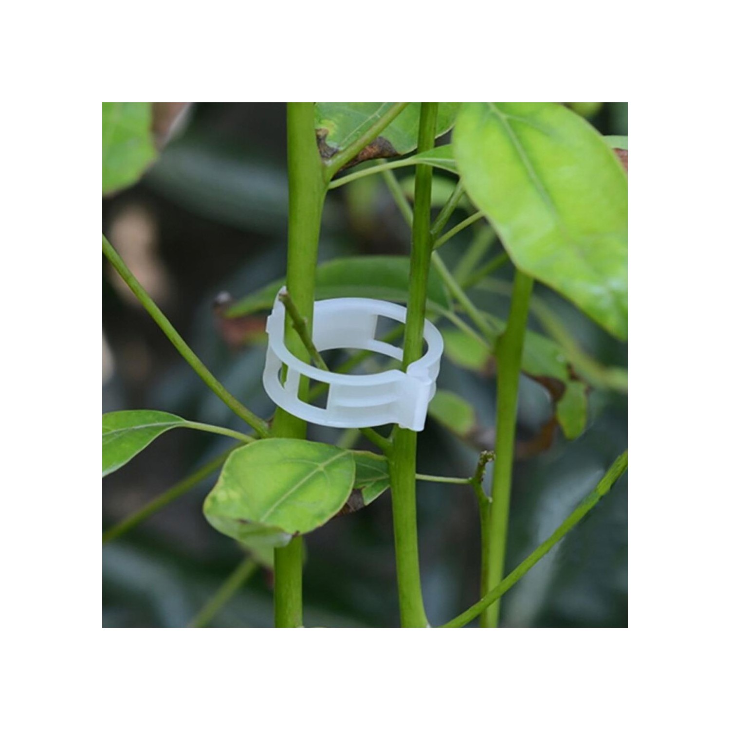 Sera Trend Organik Tarım Ipi ve Şeffaf Bitki Klipsi Fiyatı